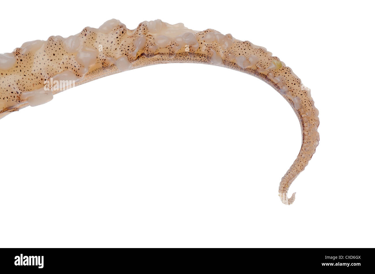 Prepared squid tentacle Stock Photo - Alamy