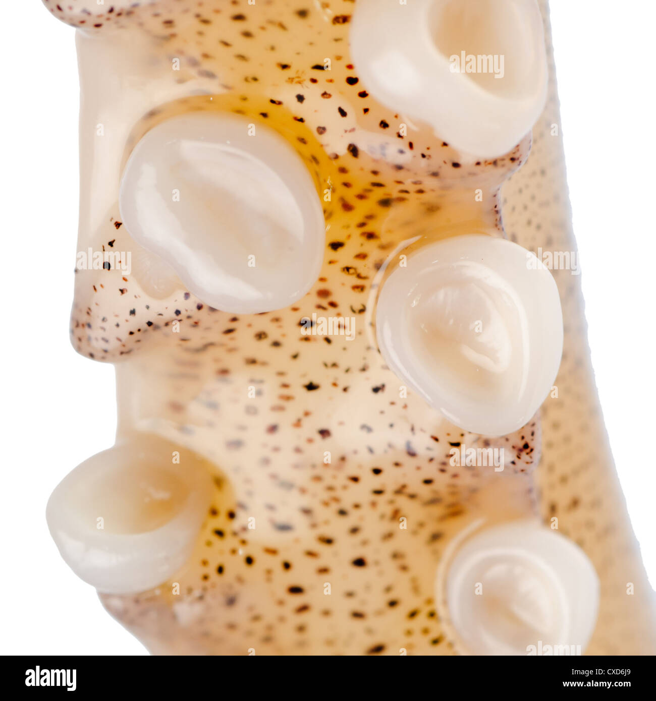 Squid tentacle swimming hi-res stock photography and images - Alamy