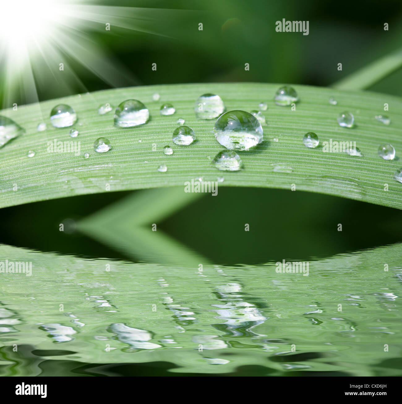 Dews dew hi-res stock photography and images - Alamy