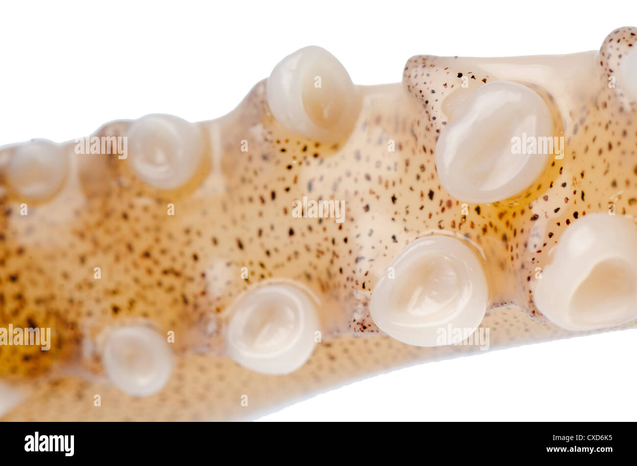 Prepared squid tentacle Stock Photo - Alamy