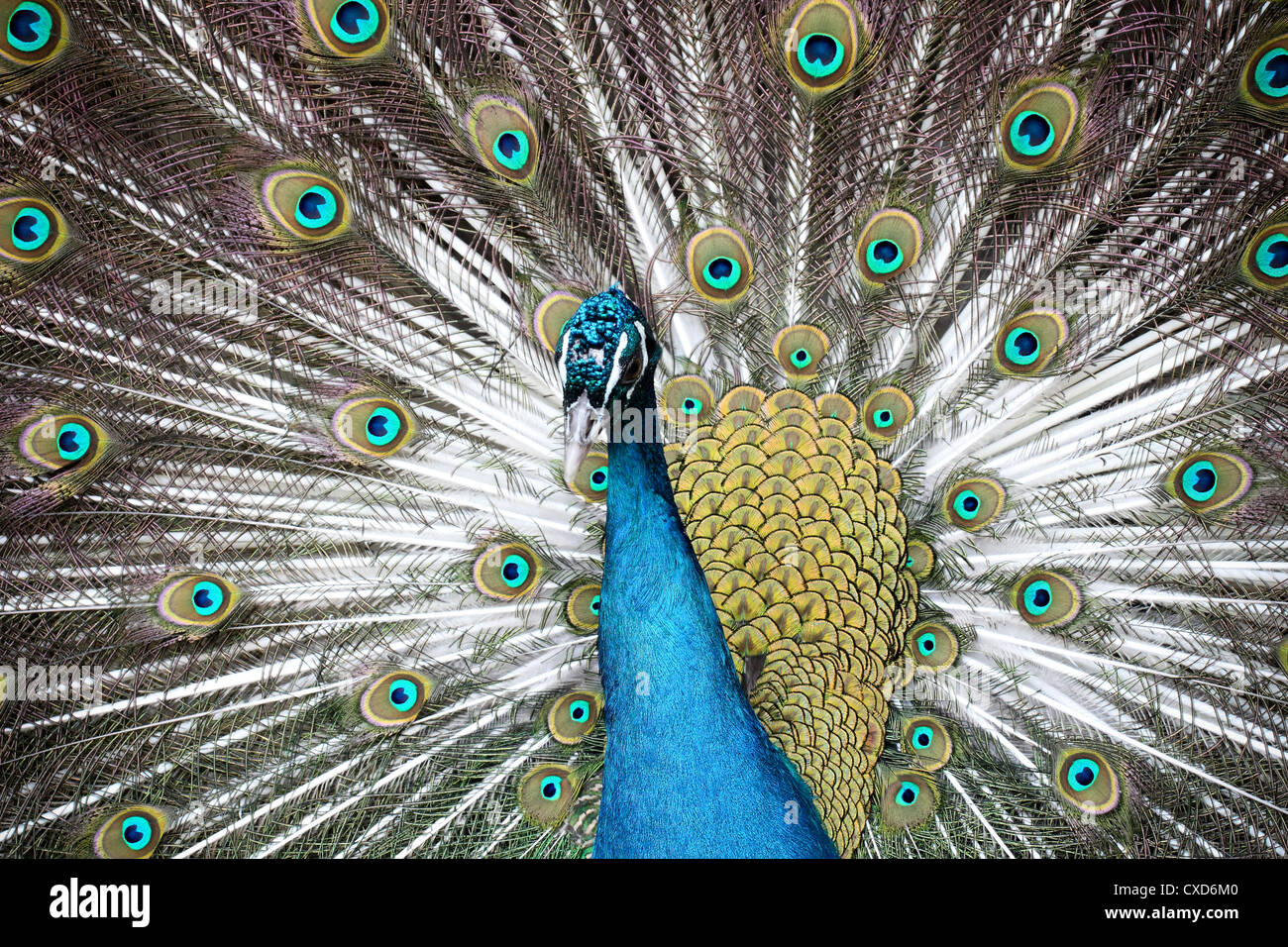 Peacock head detail hi-res stock photography and images - Alamy