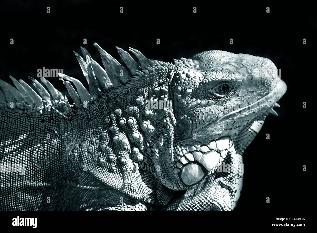 Portrait of a lizard close-up in zoo. Bali. Indonesia Stock Photo - Alamy