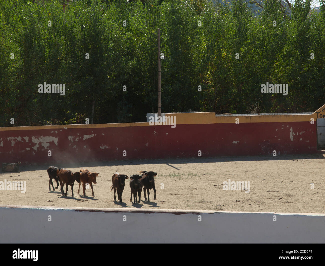 Small bullfight hi-res stock photography and images - Alamy