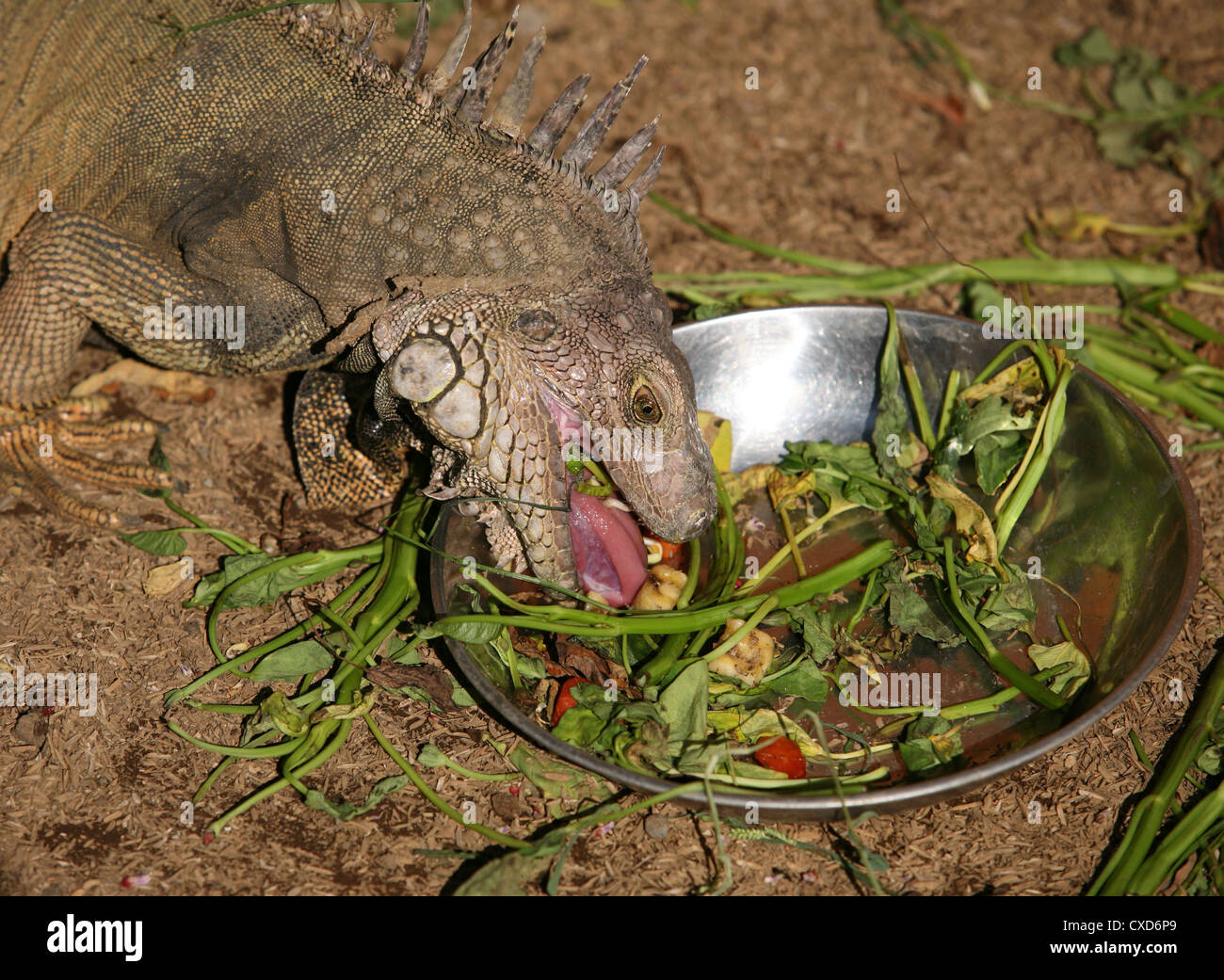 Close-up of the lizard during meal Stock Photo - Alamy