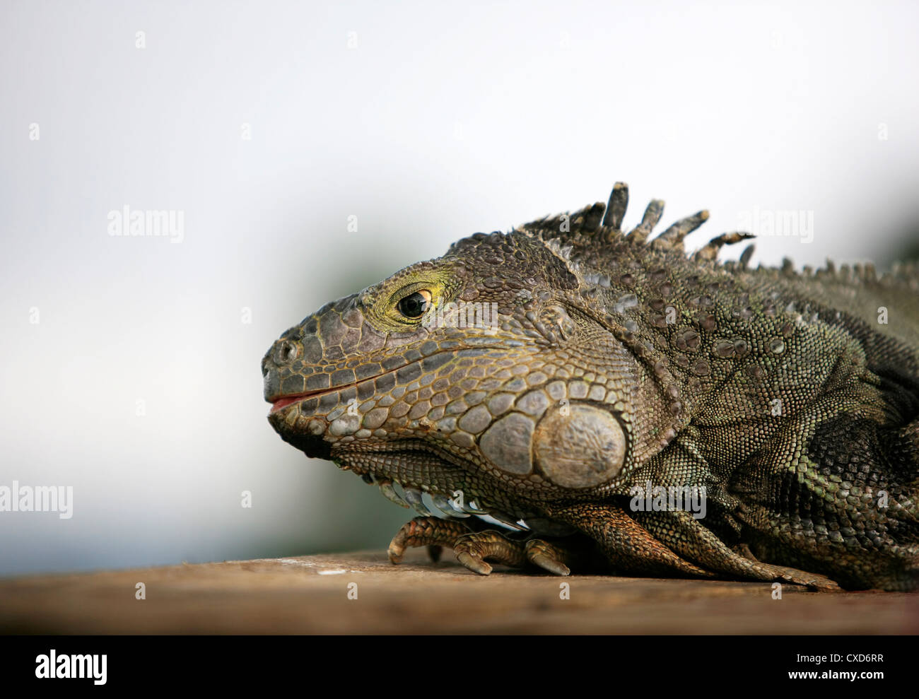 Lizard bali indonesia hi-res stock photography and images - Alamy