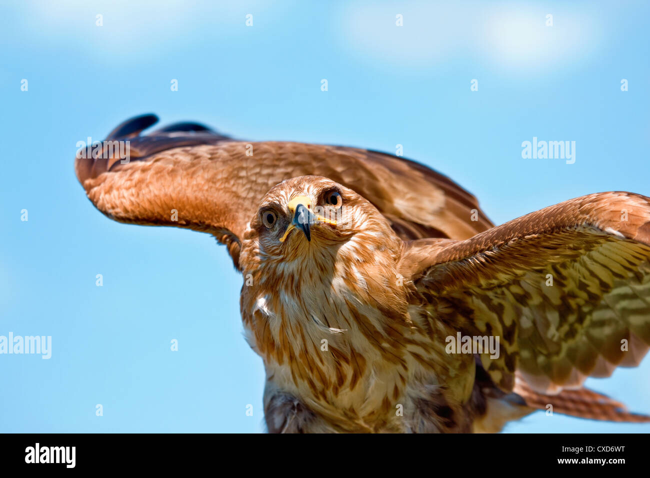 Portrait of hawk Stock Photo - Alamy