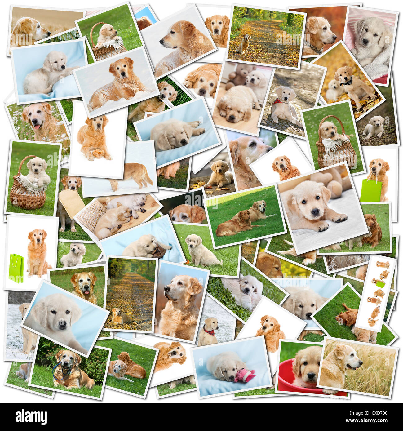 Animal collage hi-res stock photography and images - Alamy
