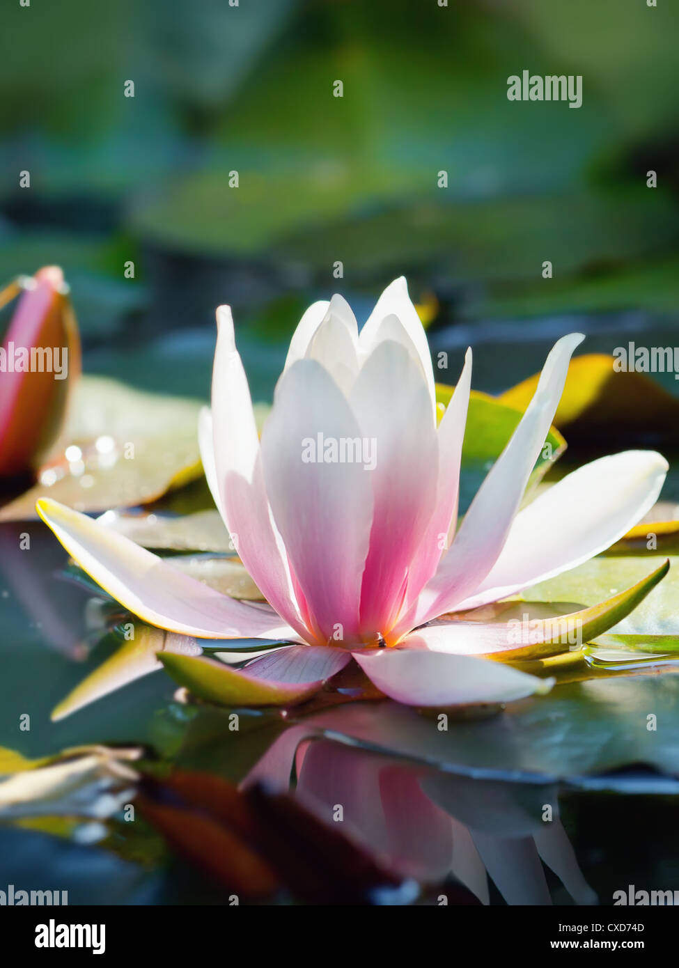 Beautiful lotus flower and background Stock Photo - Alamy