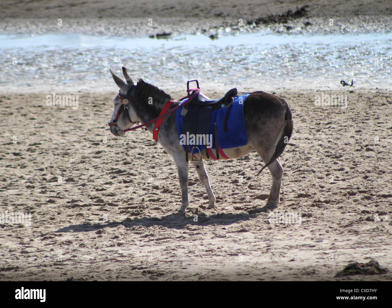 Alone donkey on the beach Stock Photo - Alamy