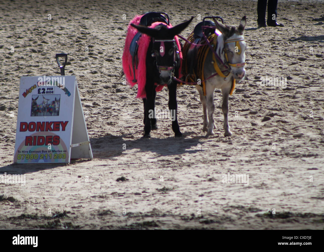 Donkeys on blackpool beach hi-res stock photography and images - Alamy