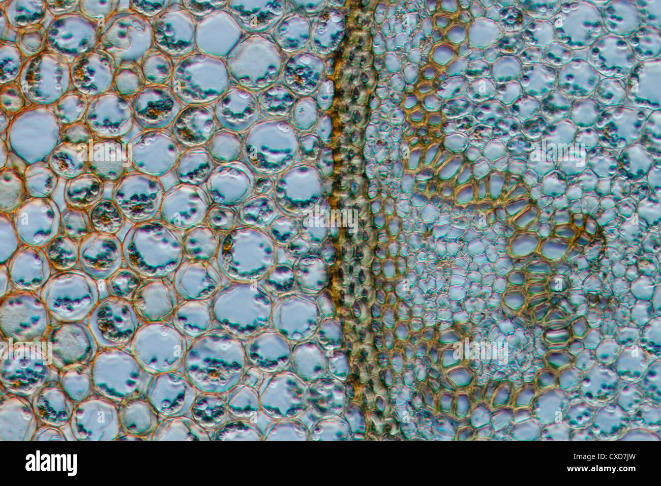 science micrograph plant root tissue Stock Photo - Alamy