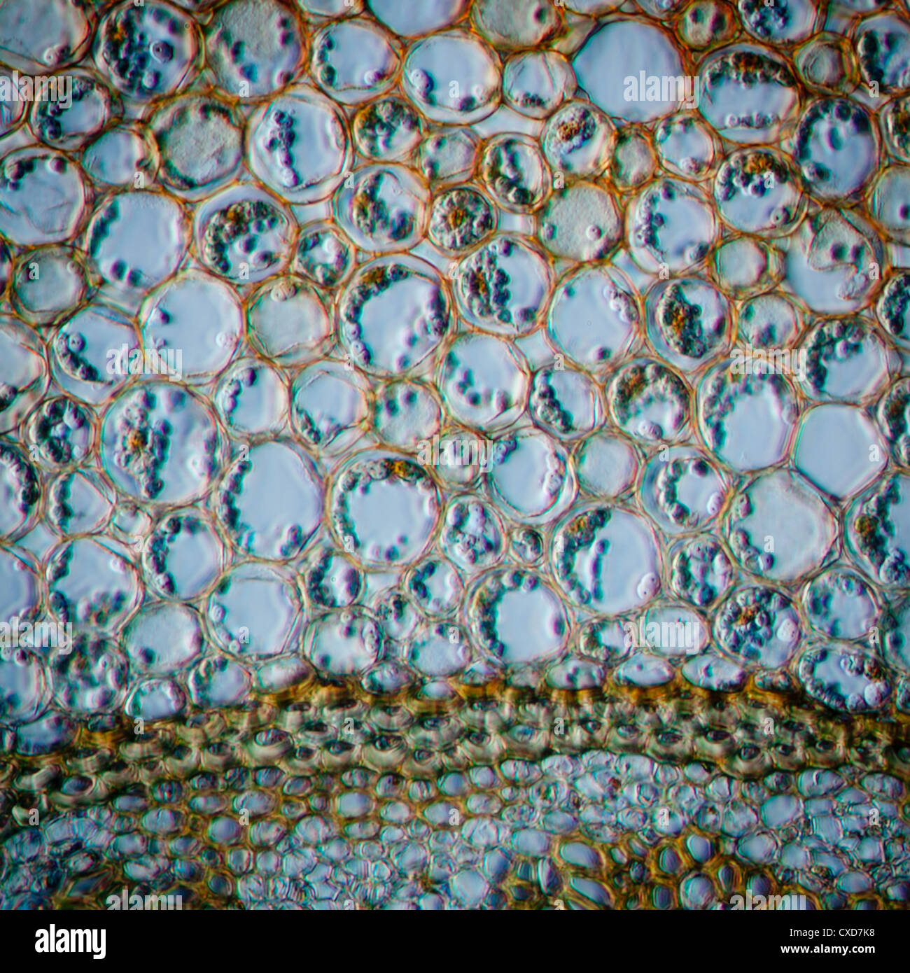 Vascular plant micrograph hi-res stock photography and images - Alamy