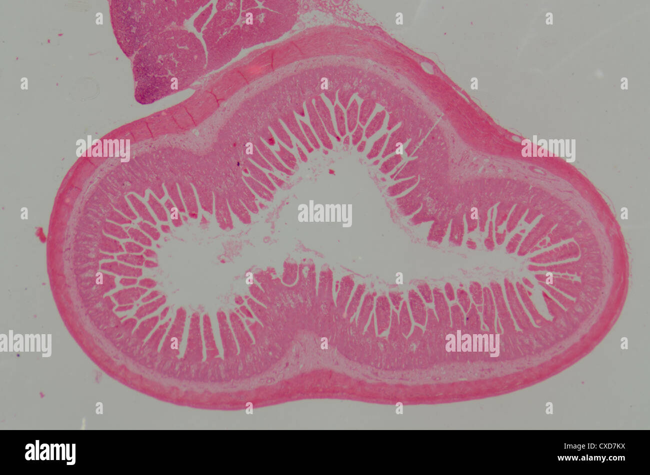 microscopic section of human small intestinum tenue tissue Stock Photo ...