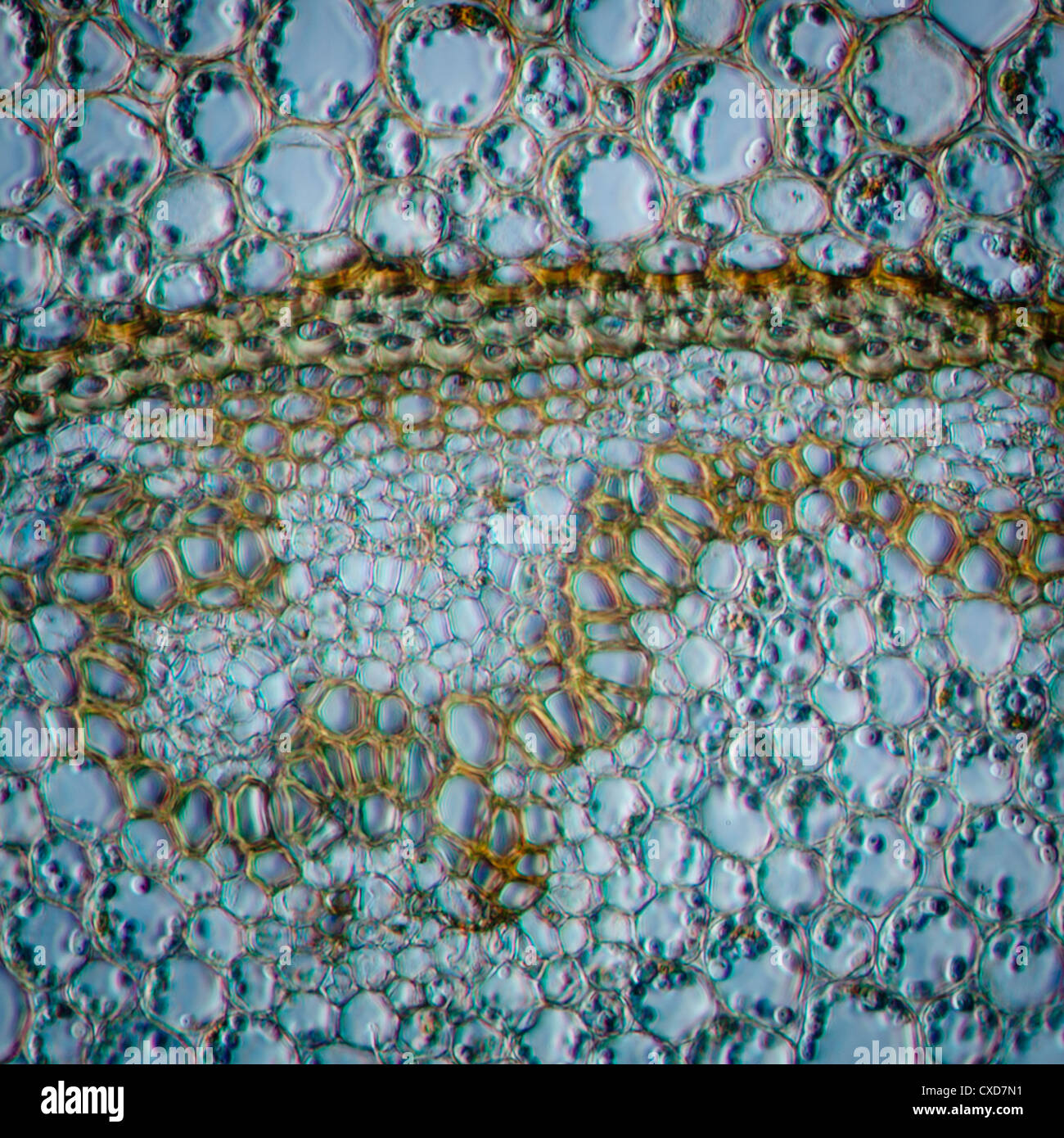 science micrograph plant root tissue Stock Photo - Alamy