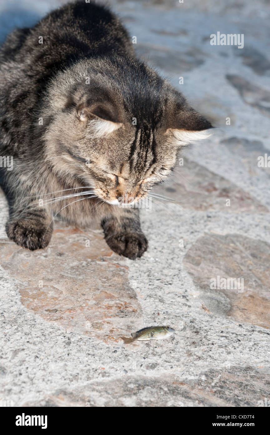 Fishing cat fish hi-res stock photography and images - Alamy