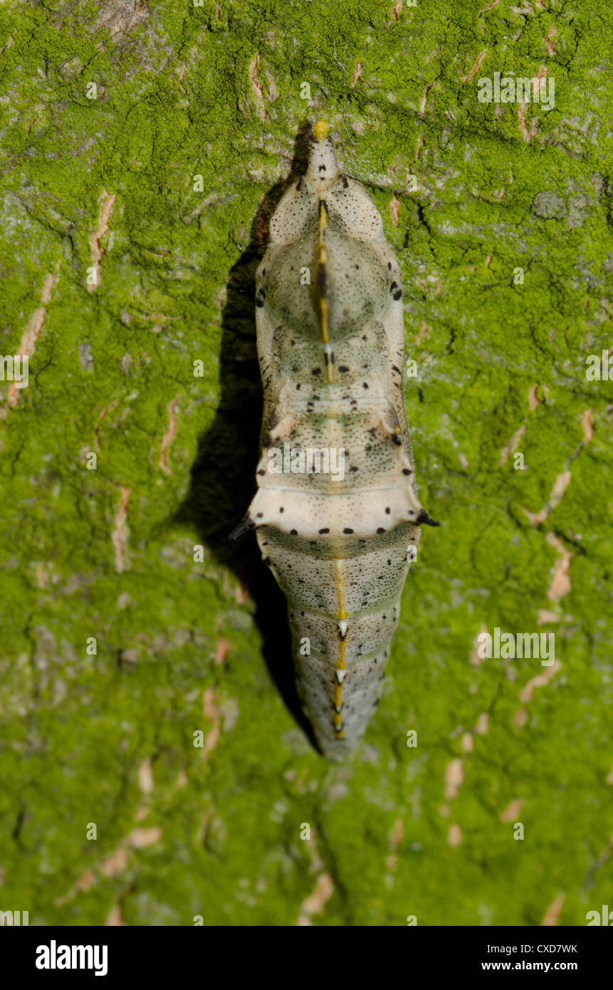 insect butterfly cocoon Stock Photo - Alamy