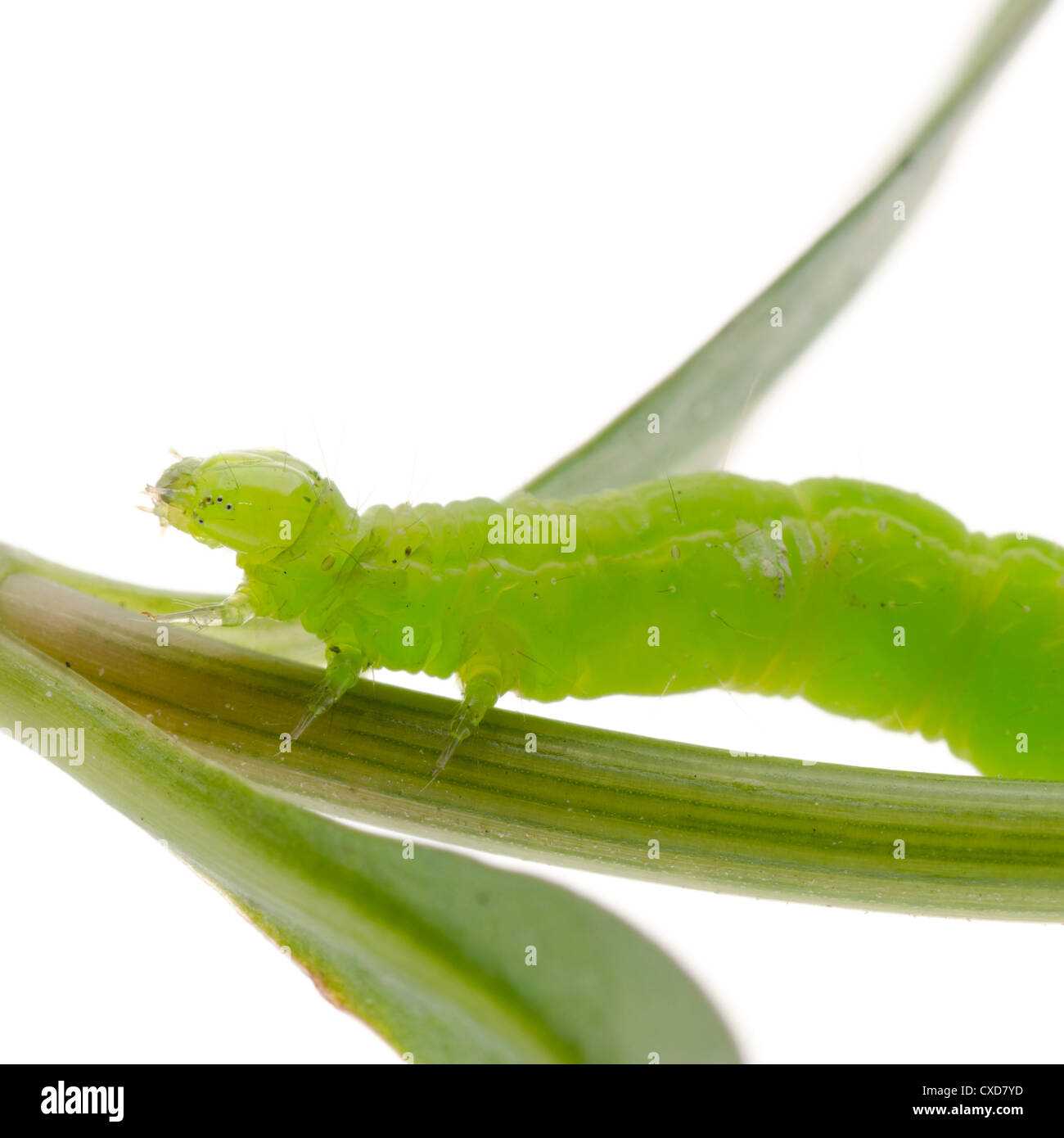 Fat green worm hi-res stock photography and images - Alamy
