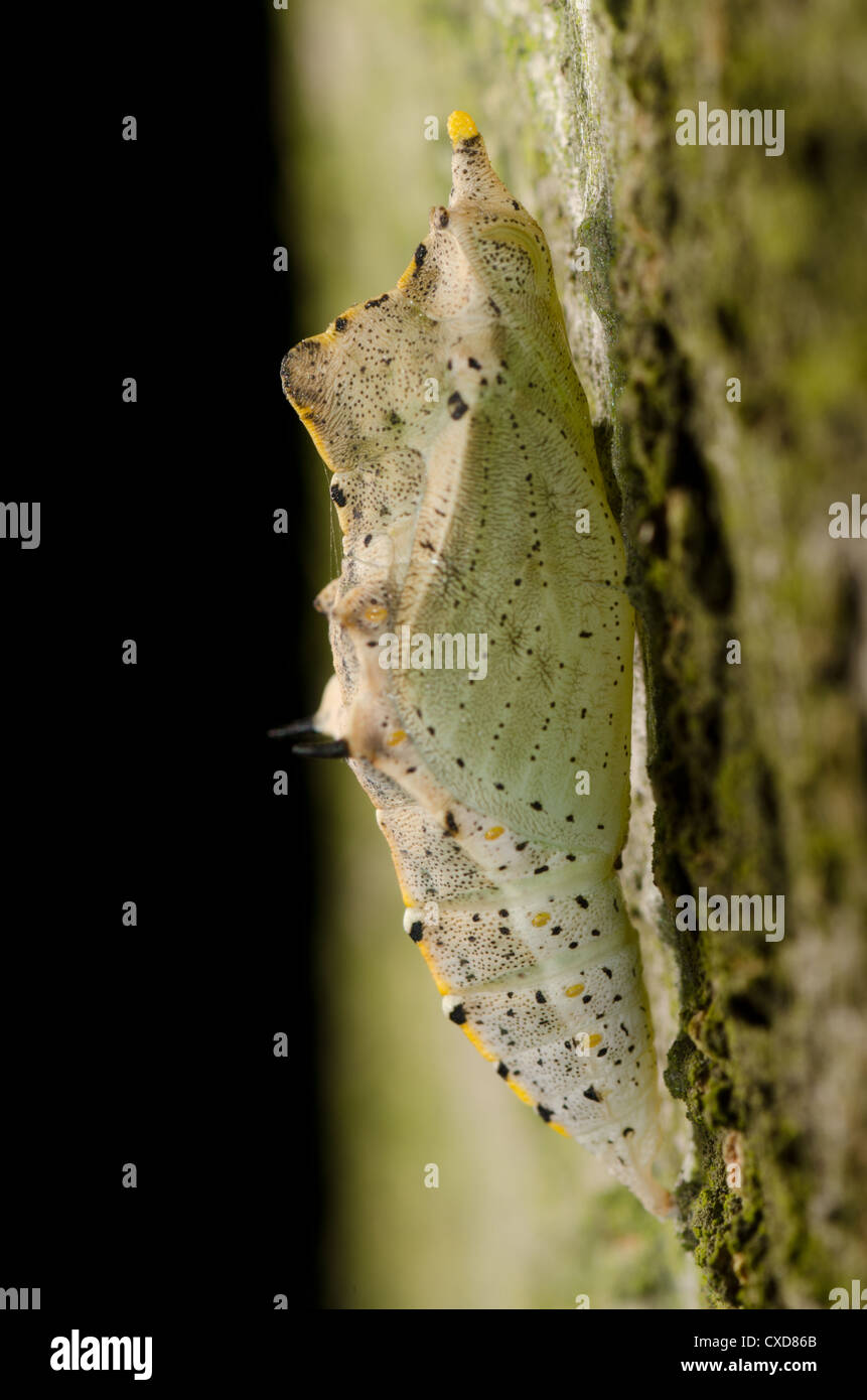 Insect cocoon hi-res stock photography and images - Alamy