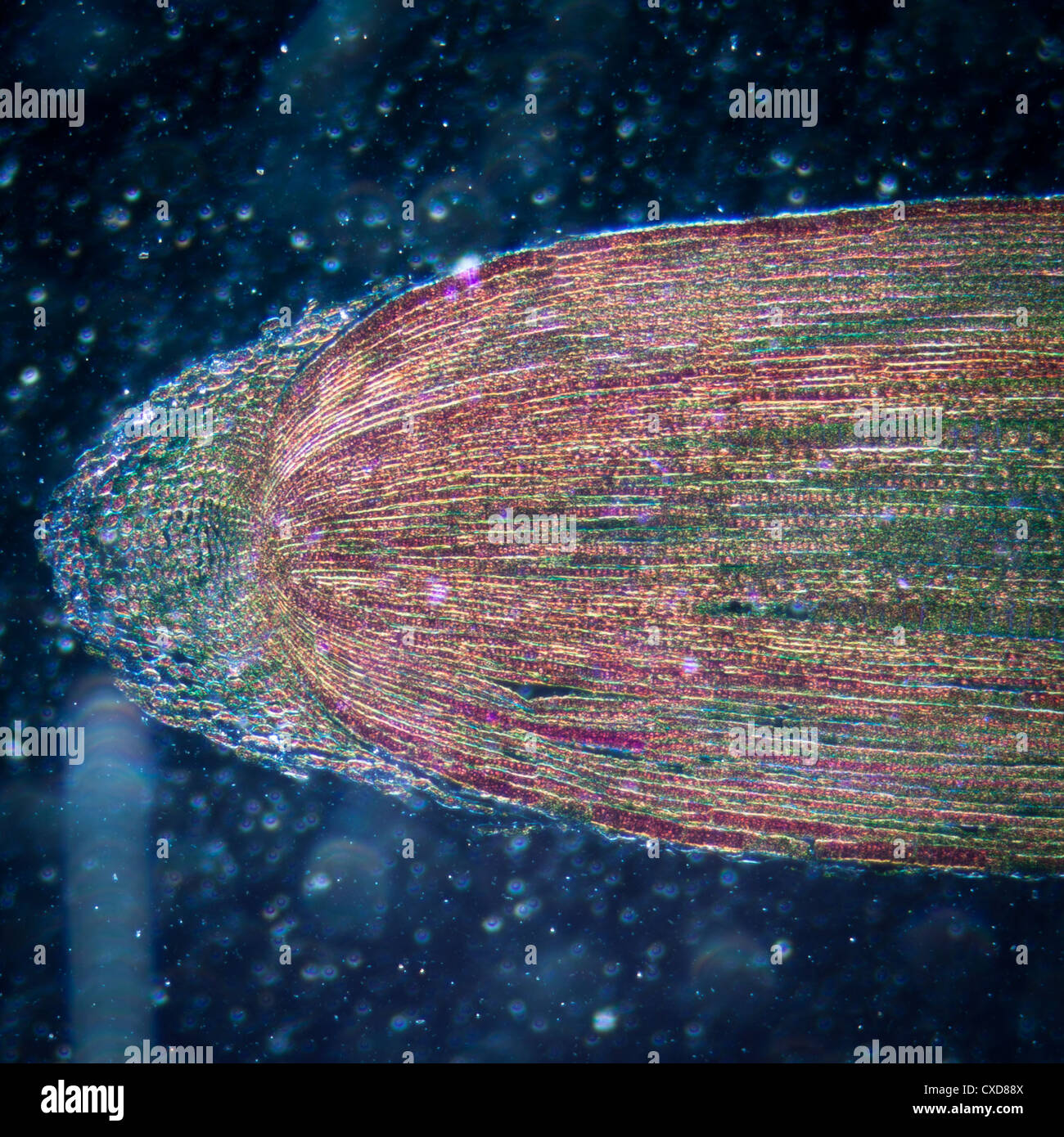 micrograph plant root tip tissue cell Stock Photo - Alamy