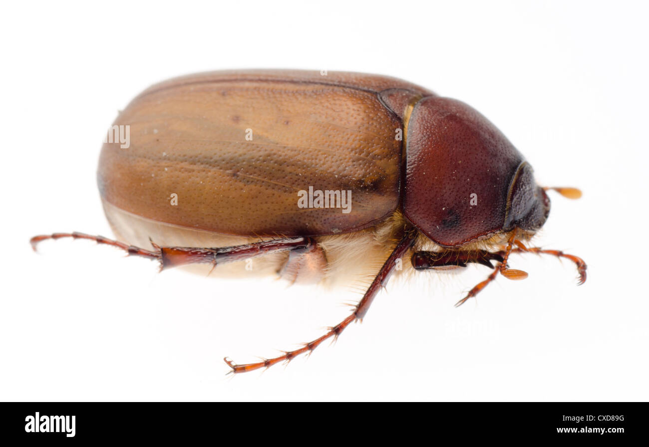 brown June beetle Stock Photo - Alamy
