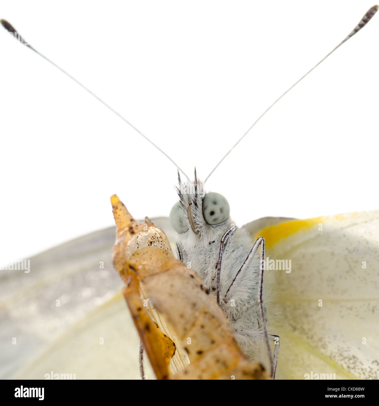 Chrysalis to butterfly stages hi-res stock photography and images - Alamy