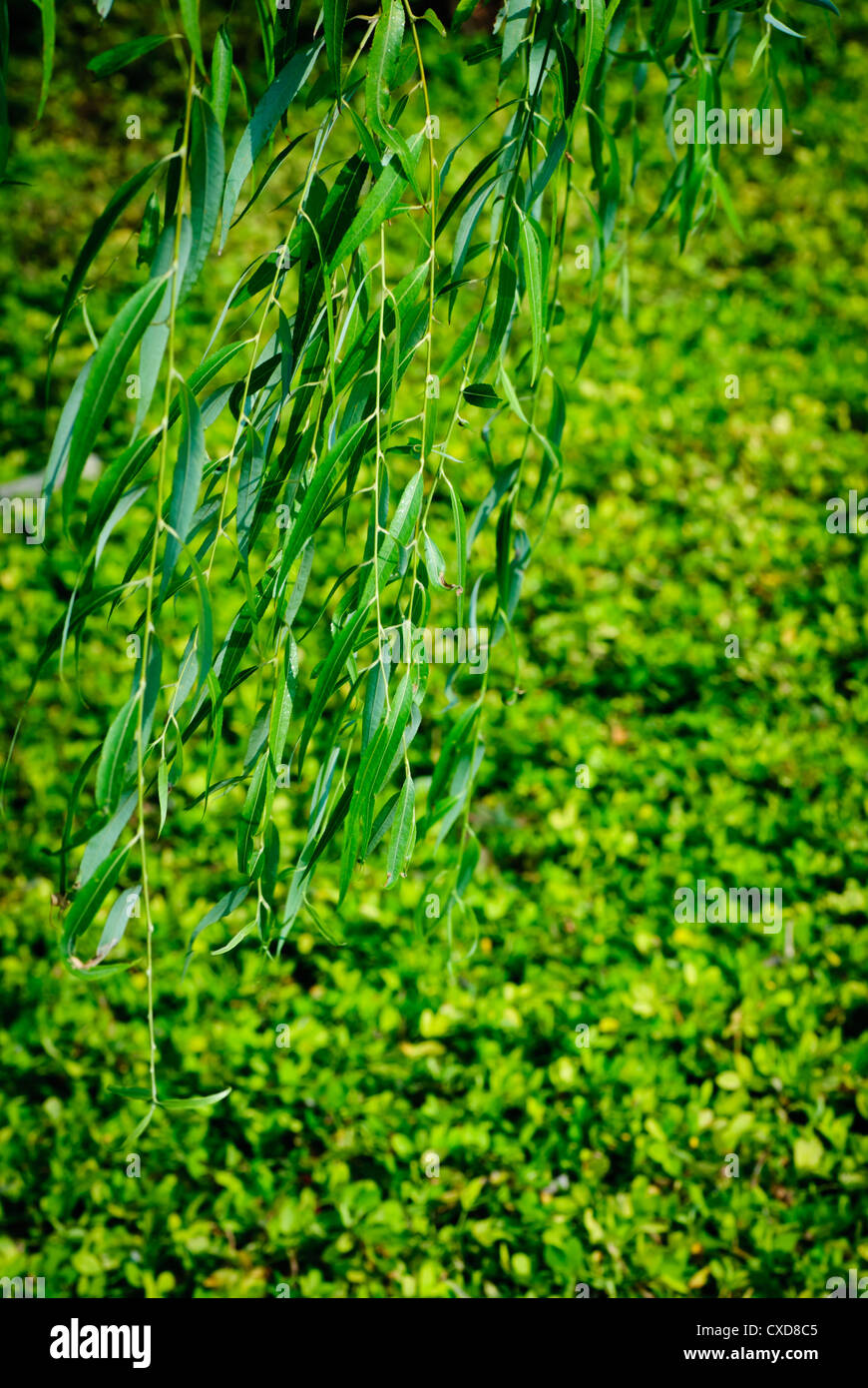 willow leaf Stock Photo - Alamy