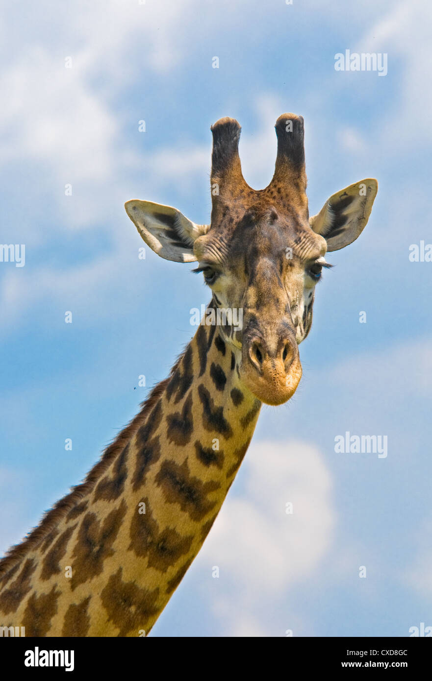 head of giraffe over blue sky Stock Photo - Alamy