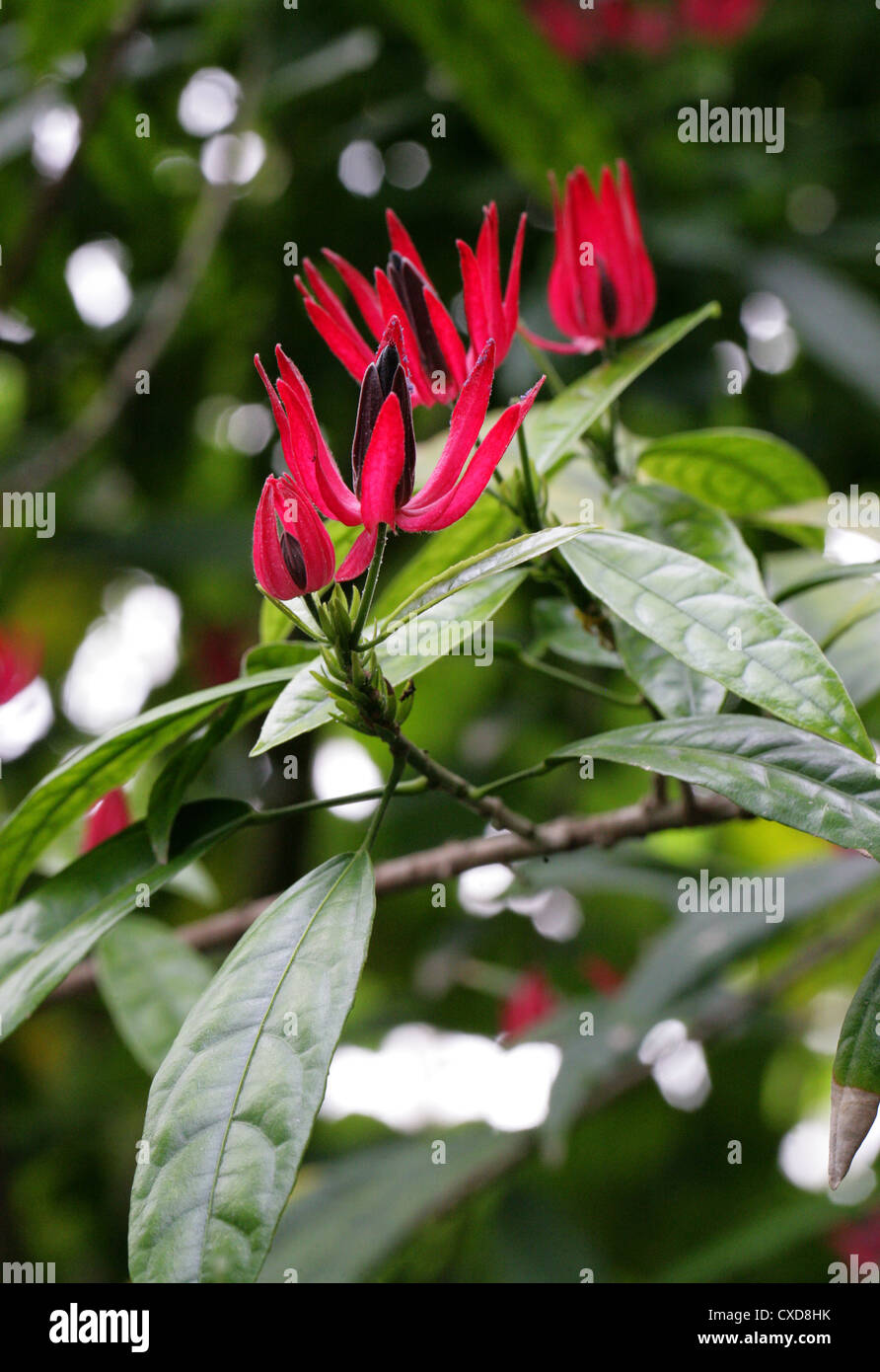 Brazilian Candles, Pavonia x gledhillii (P. makoyana x P. multiflora ...