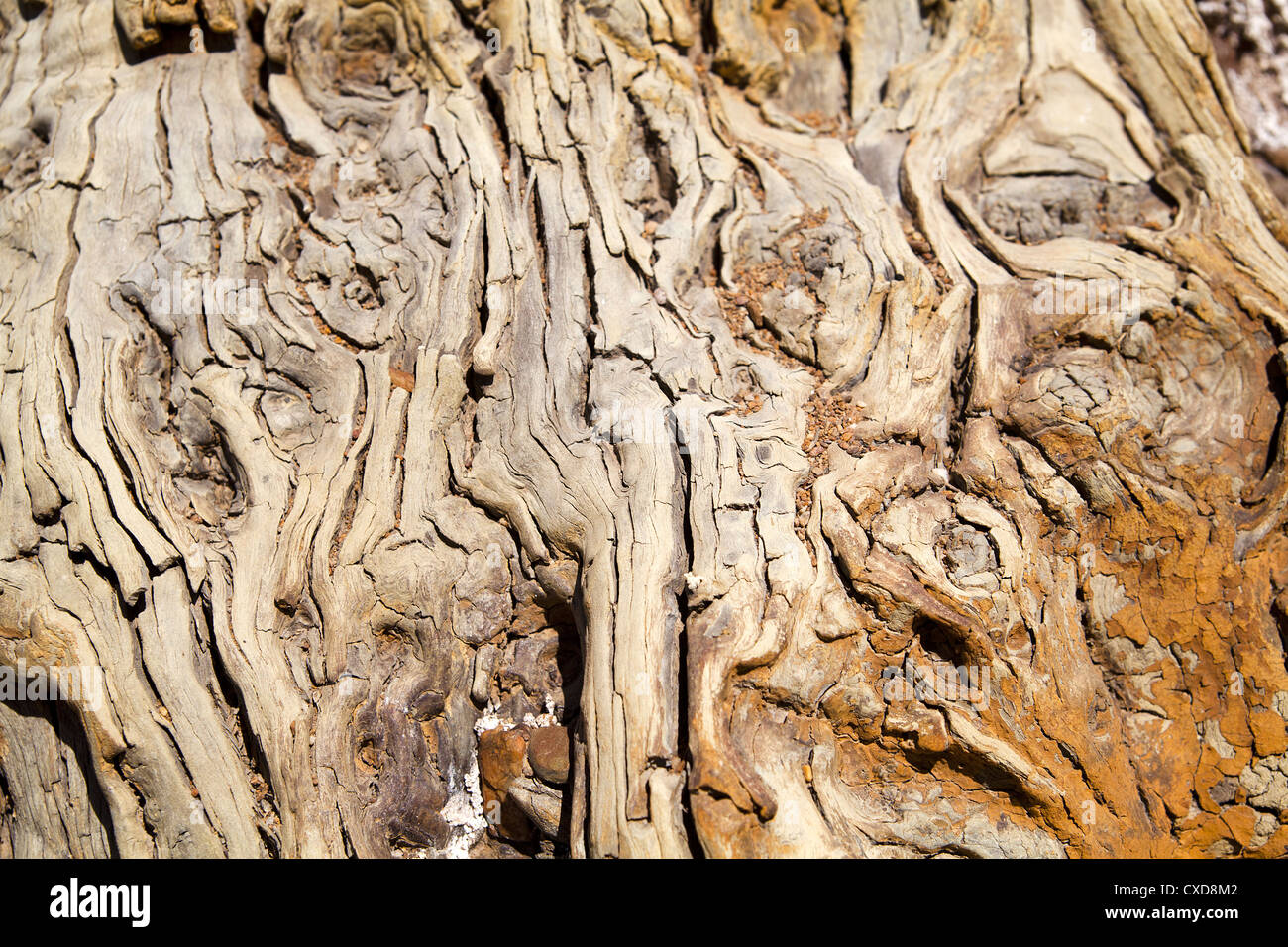old wild wood texture Stock Photo - Alamy