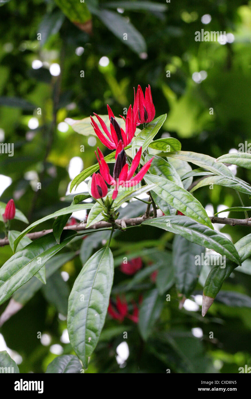 Brazilian Candles, Pavonia x gledhillii (P. makoyana x P. multiflora ...