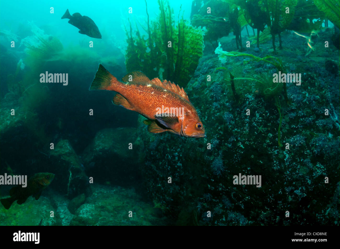 Sebastes polyspinis hi-res stock photography and images - Alamy