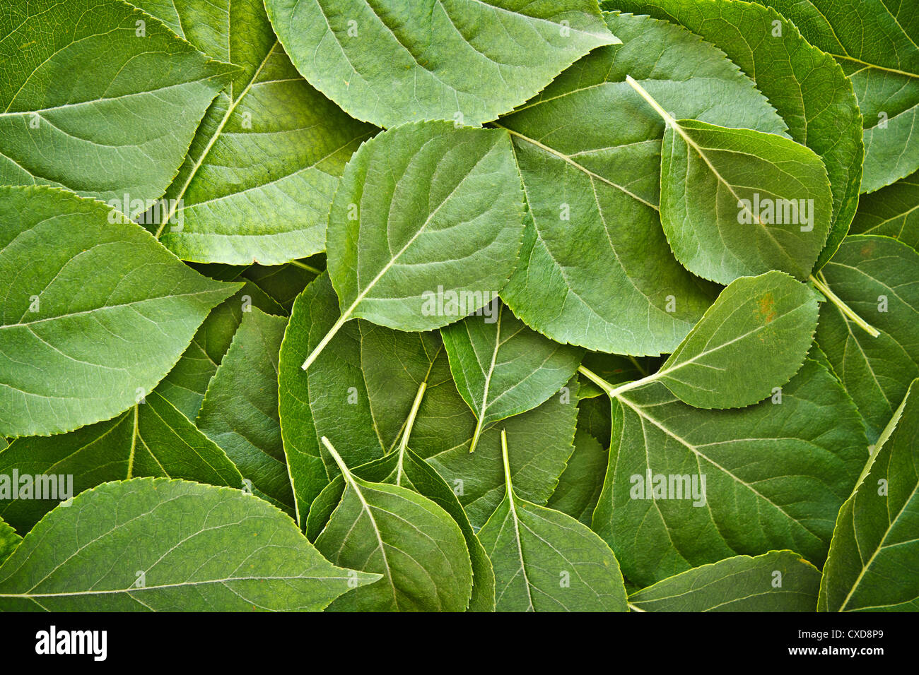 Detailed Texture, Background of Fresh Natural Green Tree Leaves Stock ...