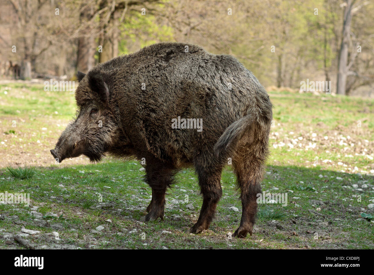 Boar leg hi-res stock photography and images - Alamy