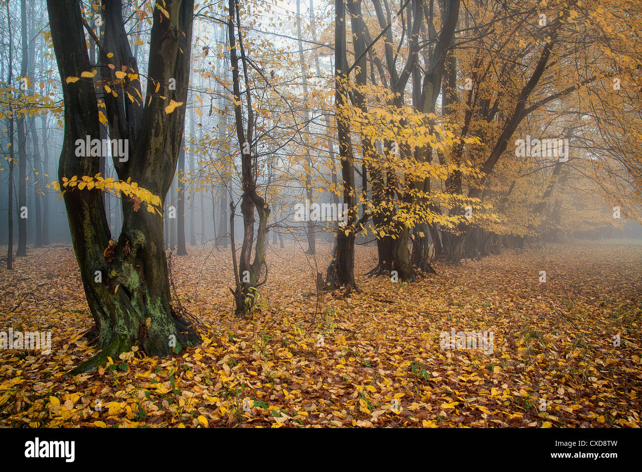 Beautiful tree of colour autumn scenery Stock Photo - Alamy