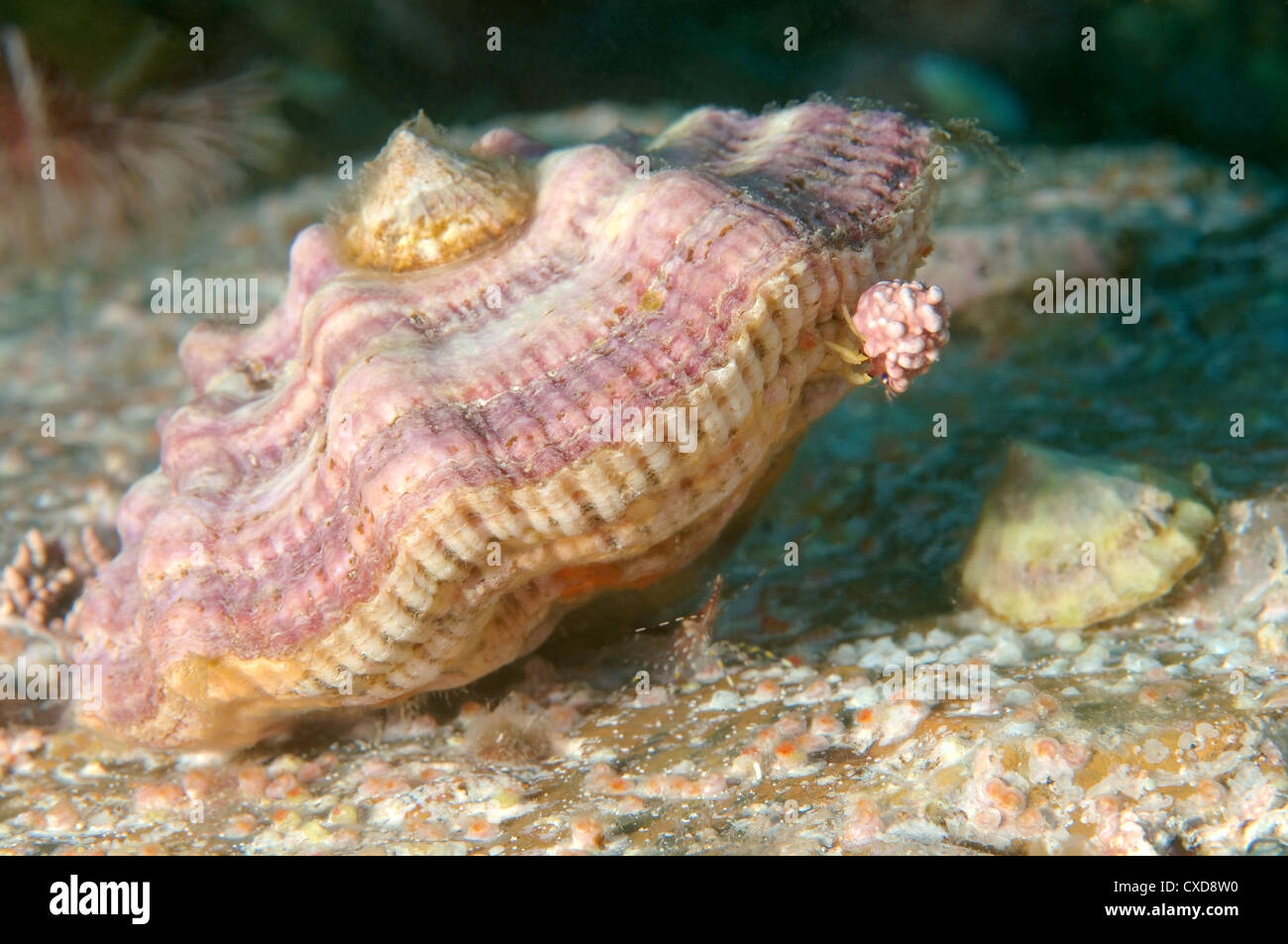 Swiftopecten swift hi-res stock photography and images - Alamy