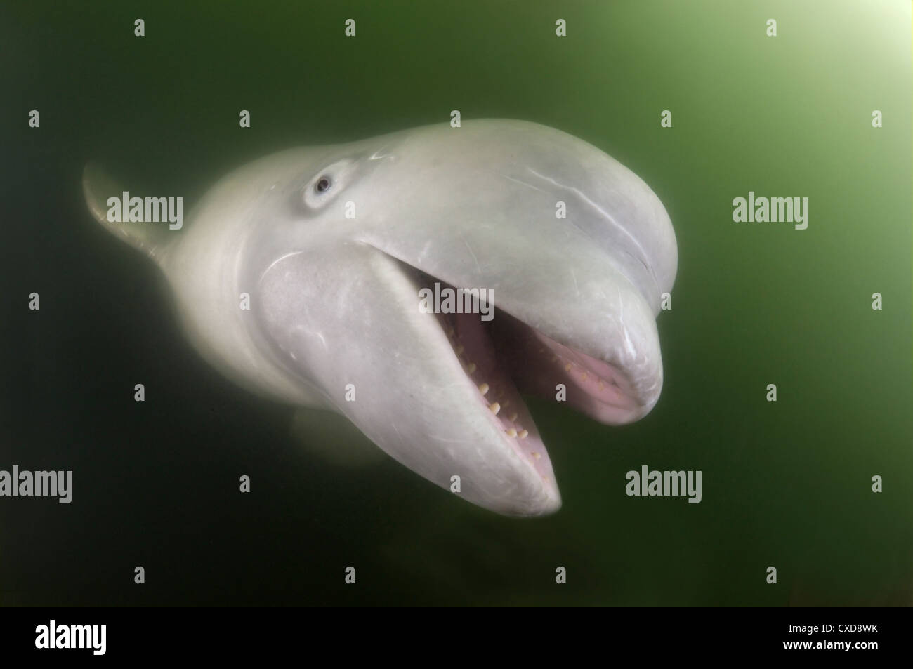 Underwater portrait of Beluga with an open mouth. Beluga whale ...