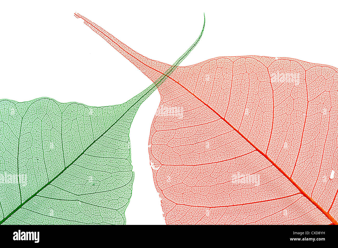 Dry color leaves on white background Stock Photo - Alamy