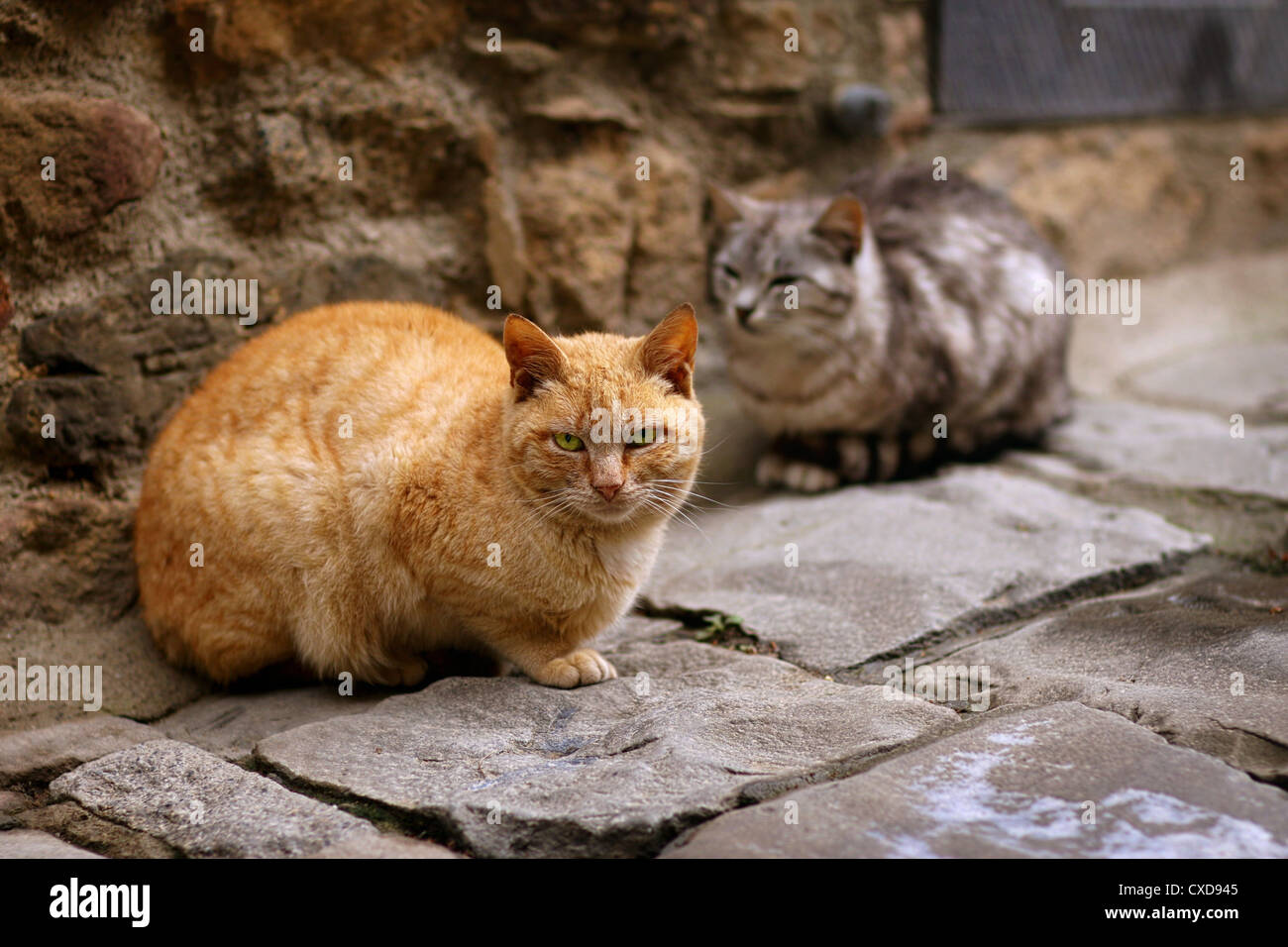 Alley cats hi-res stock photography and images - Alamy