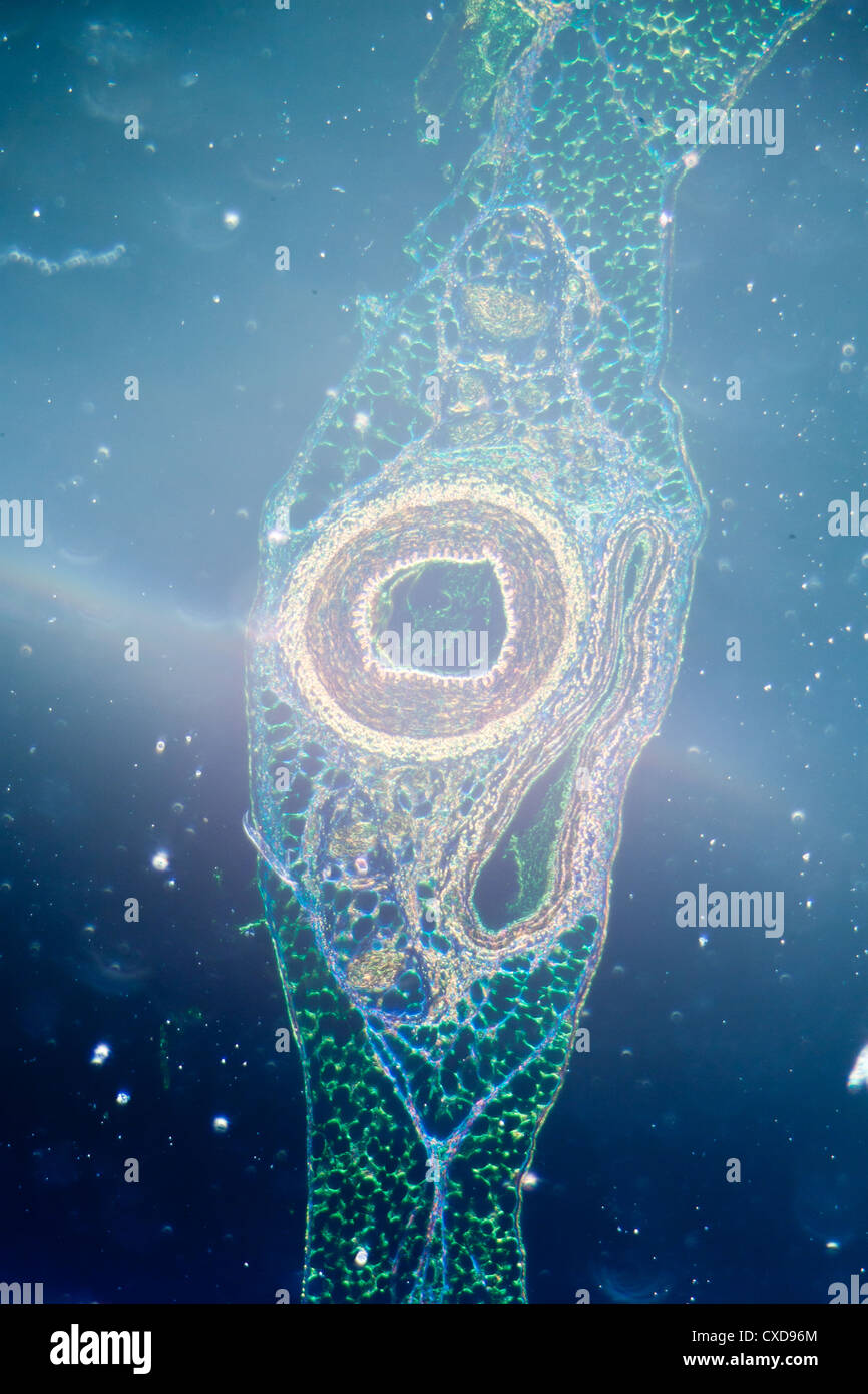 micrograph of blood vessel, artery and vein Stock Photo - Alamy