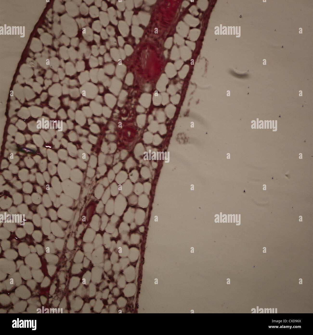 micrograph of blood vessel, artery and vein Stock Photo - Alamy