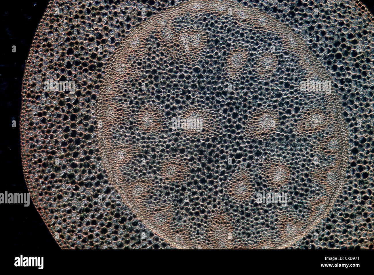 Xylem micrograph hi-res stock photography and images - Alamy