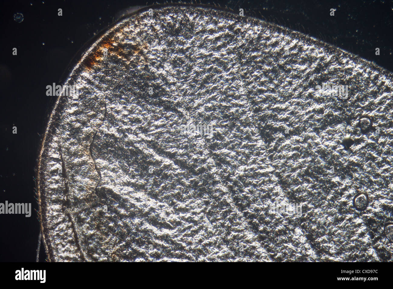 insect wing detail texture Stock Photo - Alamy