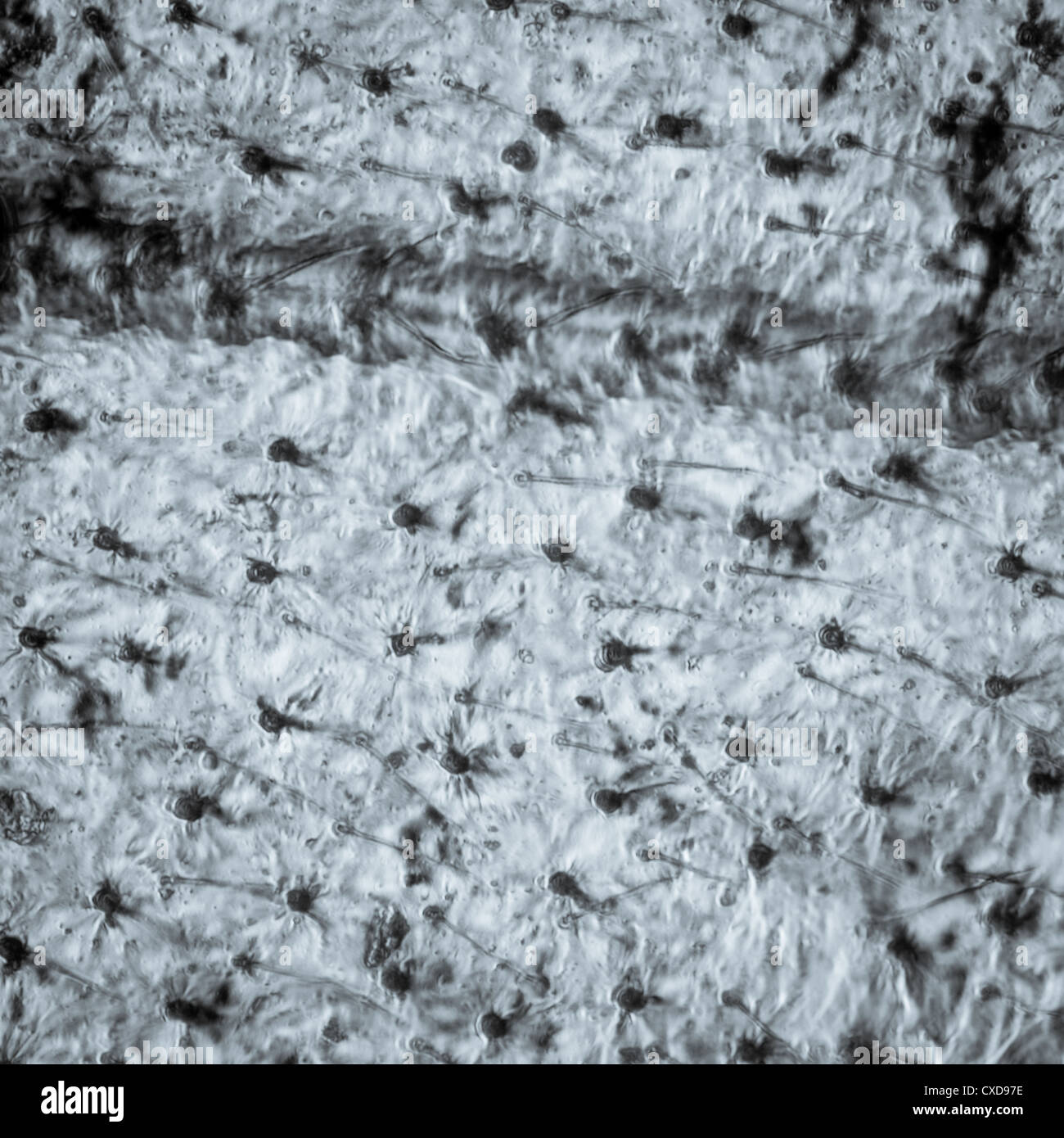 insect wing detail texture Stock Photo - Alamy