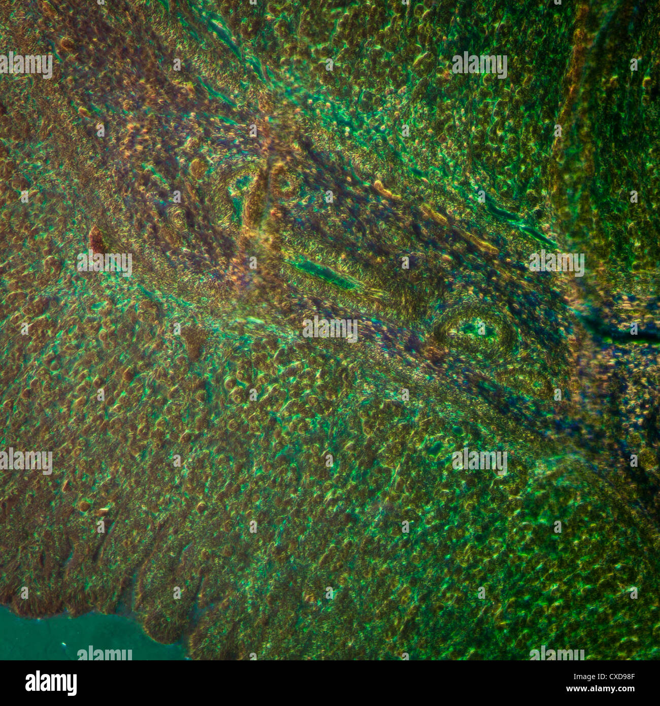 Epidermis Micrograph High Resolution Stock Photography and Images - Alamy