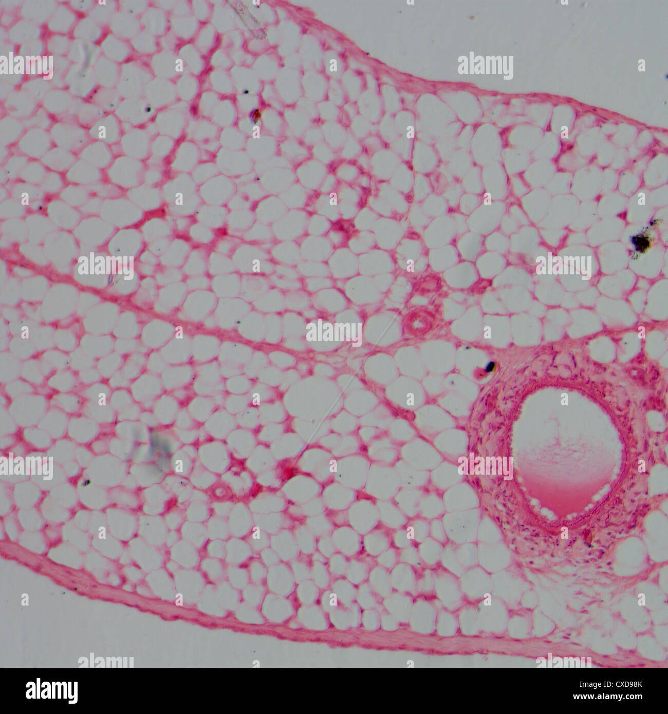 Arteries Veins And Capillaries Microscope