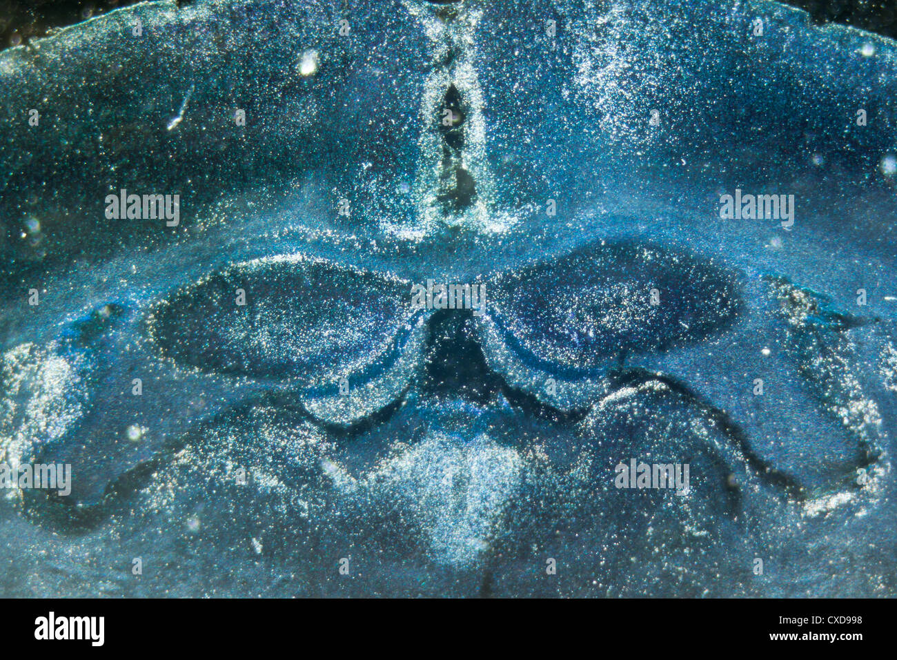 microscopy rat brain hippocampal neurons Stock Photo - Alamy