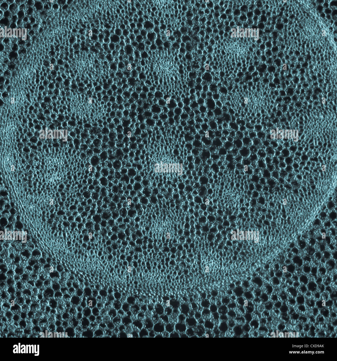 Plant root cross section microscope hi-res stock photography and images ...