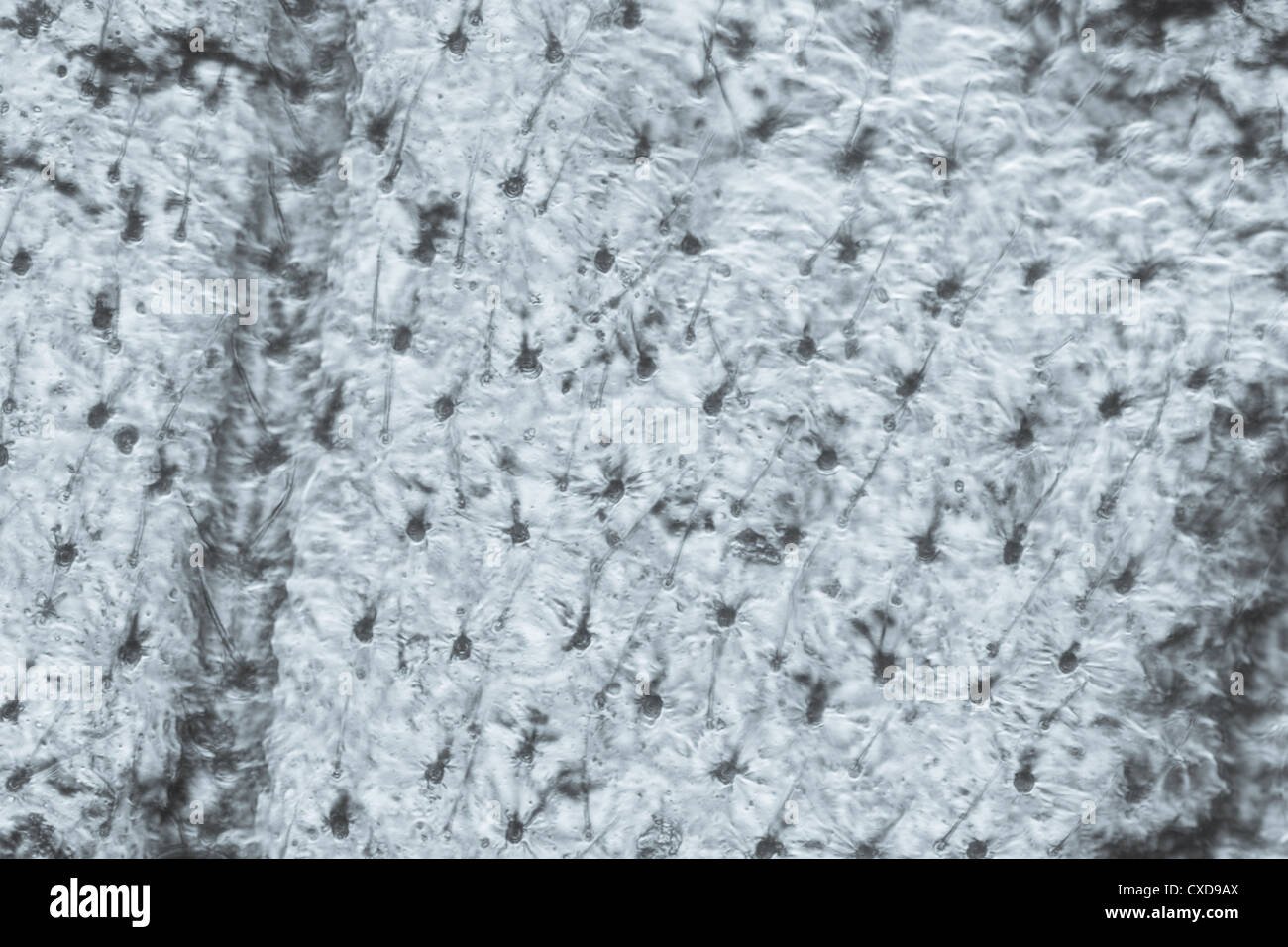 Insect wing microscope hi-res stock photography and images - Alamy