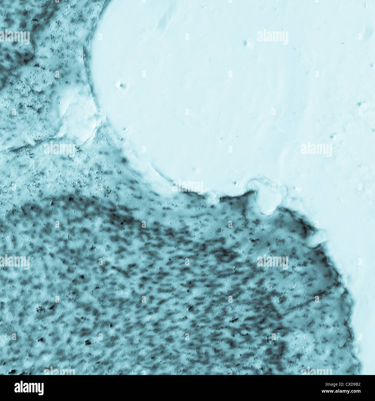 microscopy rat brain hippocampal neurons Stock Photo - Alamy