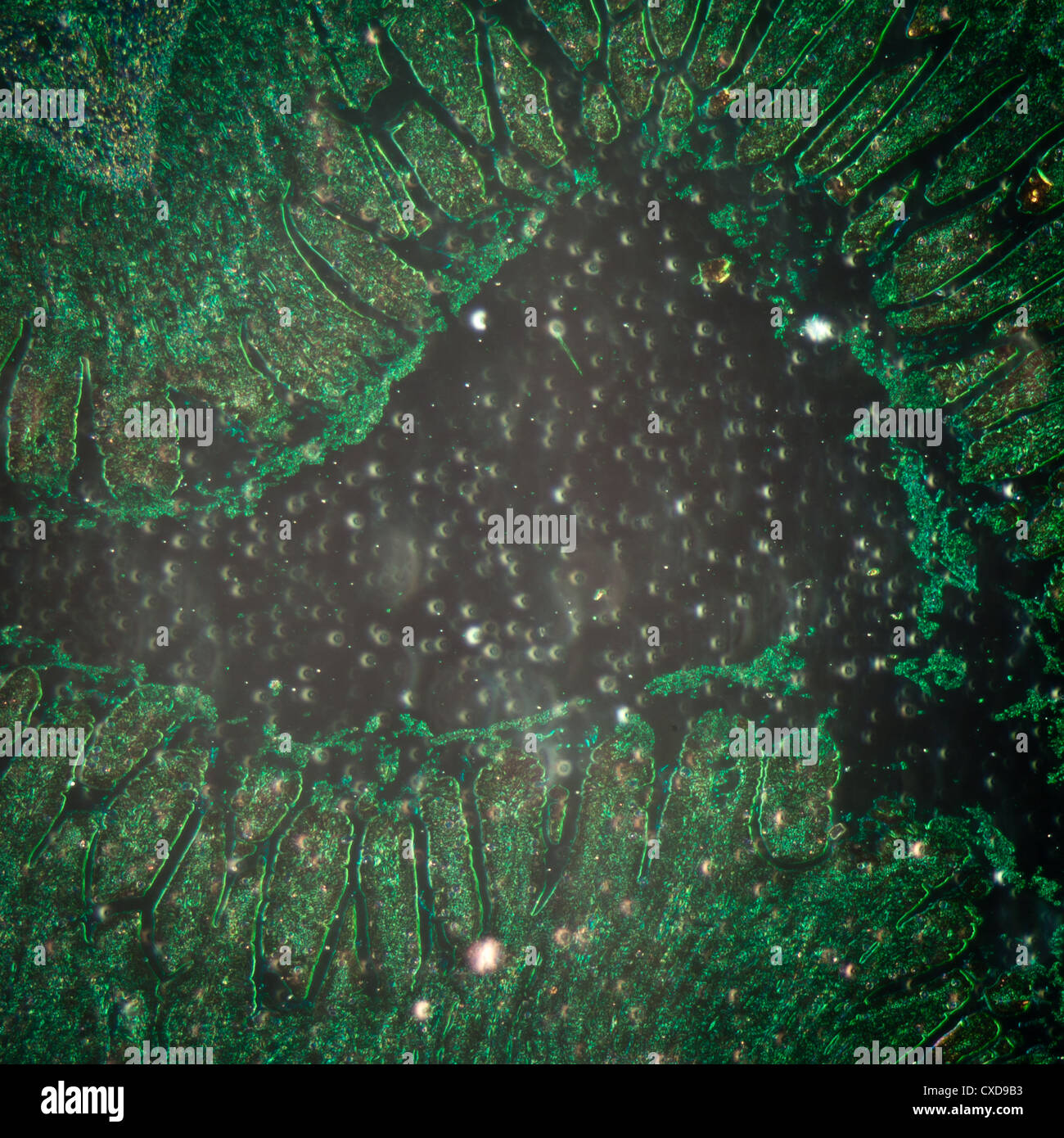 micrograph of small intestinum tenue tissue Stock Photo - Alamy